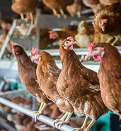 Layers - Vencomatic Group